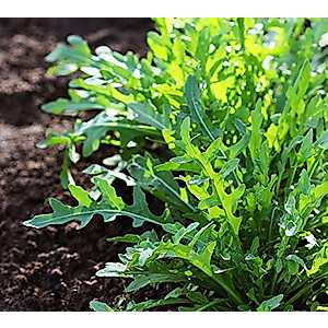 "Roquette Arugula" Seeds for Planting, 1000+ Heirloom Seeds Per Packet, Non GMO Seeds, (Isla's Garden Seeds), Botanical Name: Eruca vesicaria, Great Home Garden Gift