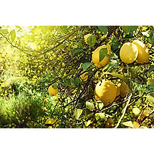 Lemon Seeds for Planting - 50 Seeds, Non-GMO Heirloom and Organic High Survival Rate Lemon Tree Seeds Planting for Home Garden
