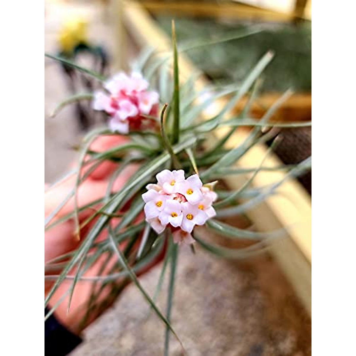 Large Air Plants - 1 Hybrid No. 1-4 to 6 Inch Air Plant - Color & Form Varies by Season - 30 Day Guarantee on Tillandsia from The Drunken Gnome (1, One Size 4-6")