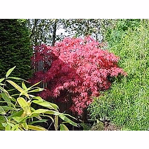 Suminagashi Japanese Maple 10 Seeds- Outdoors or Bonsai