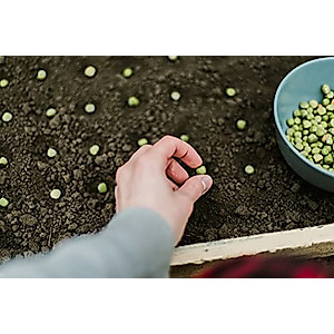 Oregon Giant Snow Pea Seeds for Planting, 25+ Heirloom Seeds Per Packet, (Isla's Garden Seeds), Non GMO Seeds, Botanical Name: Pisum sativum, Great Home Garden Gift