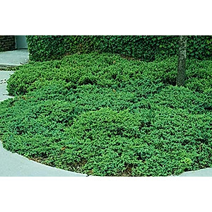 San Jose Juniper | 2 Live Gallon Size Plants | Juniperus Chinensis | Bonsai Drought Tolerant Cold Hardy Evergreen Groundcover