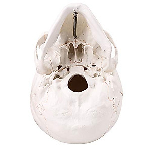 LYOU Human Skull Anatomical Model, New Version Life Size 3 Part Adult Human Anatomy Head Skeleton Model with Removable Skull Cap and Moving Jaw, Hand-Painted in Color Suture Line
