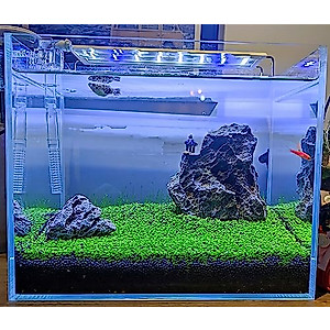 3 Fresh Water Live Plant Seeeds for Aquarium and Fish Tank, 3 Different Aquatic Plant Decor Water Grass Dwarf Mini Tiny Leaves Hair Grass Seeed (0.36ozTiny+0.36oz Long+0.36oz Short) qwe