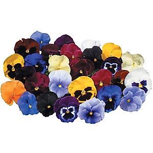 Burpee Atlas Mix Pansy Seeds 35 seeds