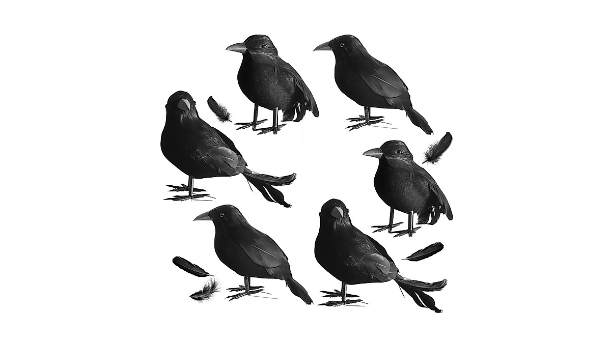 kemooie 6 Packs Real Feathered Halloween Black Crows, Handmade ...