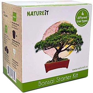 Natureit Bonsai Tree Starter Kit - Grow 4 Bonsai Trees from Seeds. All-in-One Indoor/Outdoor DIY Craft Kits for Adults Men & Women. Christmas Ideas for Plant Lovers or Mom & Dad who has Everything