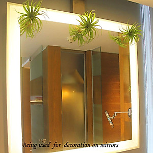 Tillandsiart 10 Pack Vertical Air Plant Holder (Suction Cup, Stainless Steel Tillandsia Air Plant Planter) A Unique Set of Air Plant Containers for Creating Tillandsia Art Display on Window. (Small)