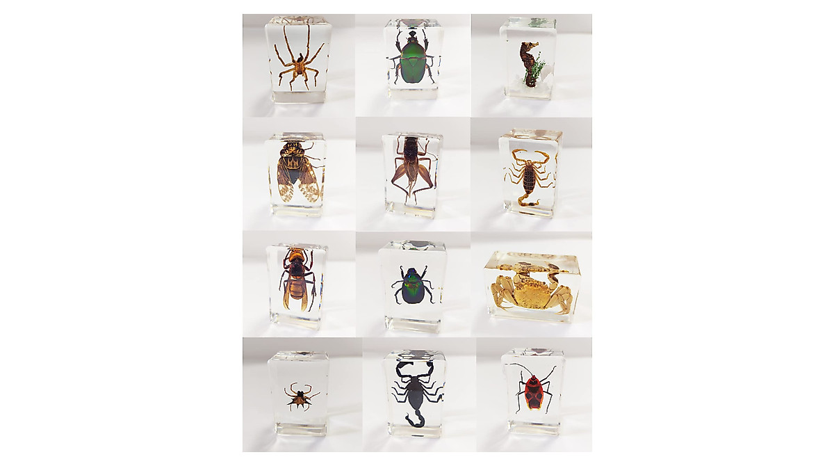 CXUEMH 12-Piece Clear Resin Insect Specimens - Home Decor