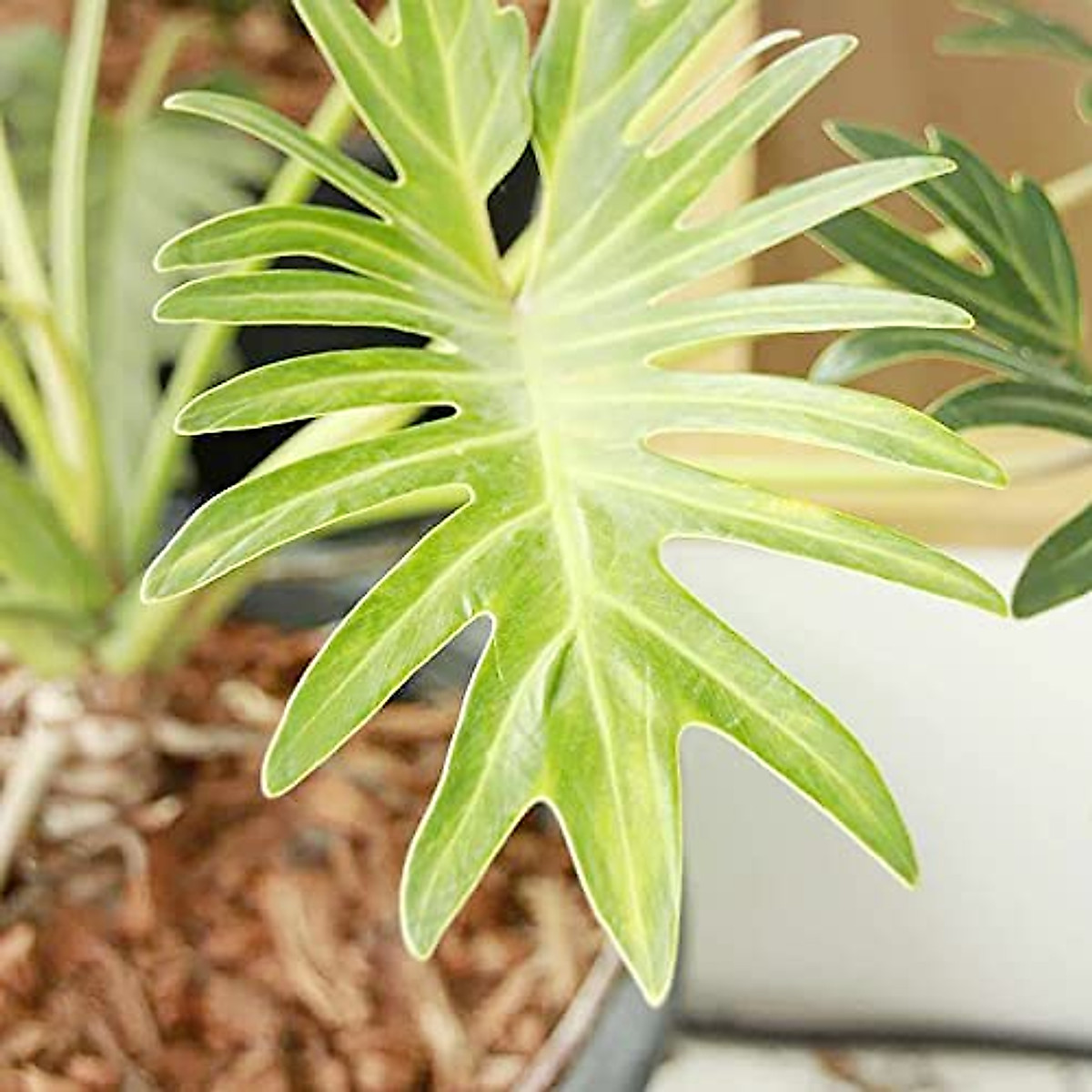 Lacy Tree Philodendron Seeds Philodendron Selloum Easy to Grow Tropical Plant Broadleaf Evergreen GMO Free Containers Garden Indoor Outdoor 15Pcs by YEGAOL Garden