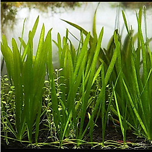 Planterest - Jungle Val Rooted Vallisneria Spiralis Bunch Live Aquarium Plant Low Light Background Stems Decorations BUY2GET1FREE