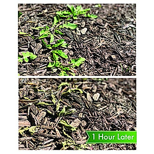 Vinegar Weed & Grass Killer with Sprayer – Weed & Grass Killer Approved for Organic Production | Pet Safe | Glyphosate Free Herbicide - 1 Gallon with Sprayer