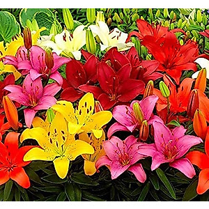 Votaniki Asiatic Mix Lily Flower Bulbs - Vibrant Flowers for Any Garden | Perfect for Cut Flowers and Naturalizing - Perennial Lily Flower Bulbs (4 Pack)