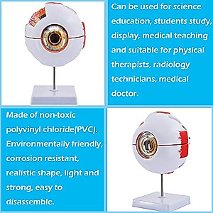 Eye Anatomy Model, 6X Enlarged Eyeball Model, Human Eye Anatomical Model for Science Education Students Study Display Medical Teaching, with Removable Stand