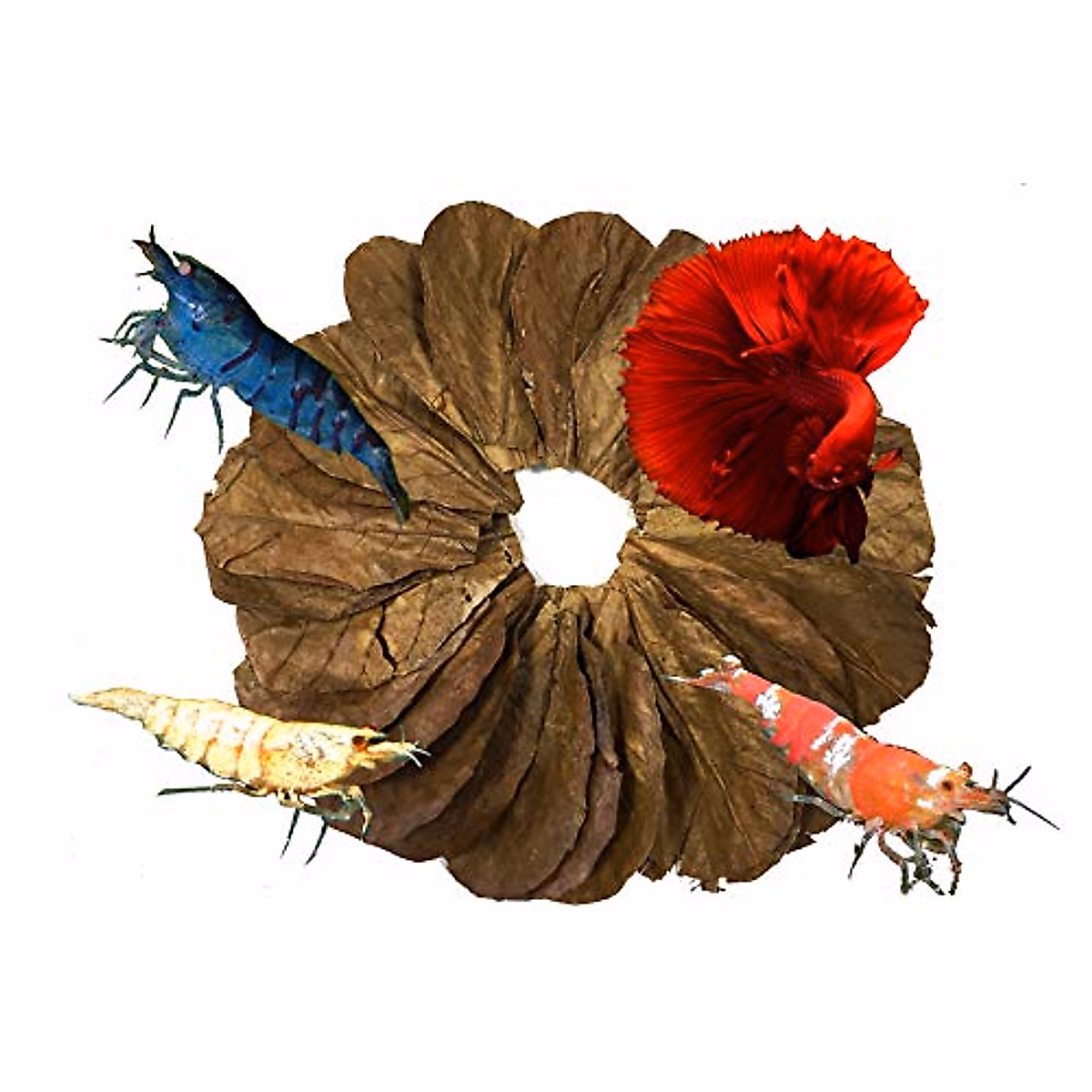 Awesome Aquatic Betta/Shrimp Leaves 50 Mini 2" Premium Catappa Indian Almond Leaves Natural Habitat Tannin Producing Improves Immunity, Easy to USE