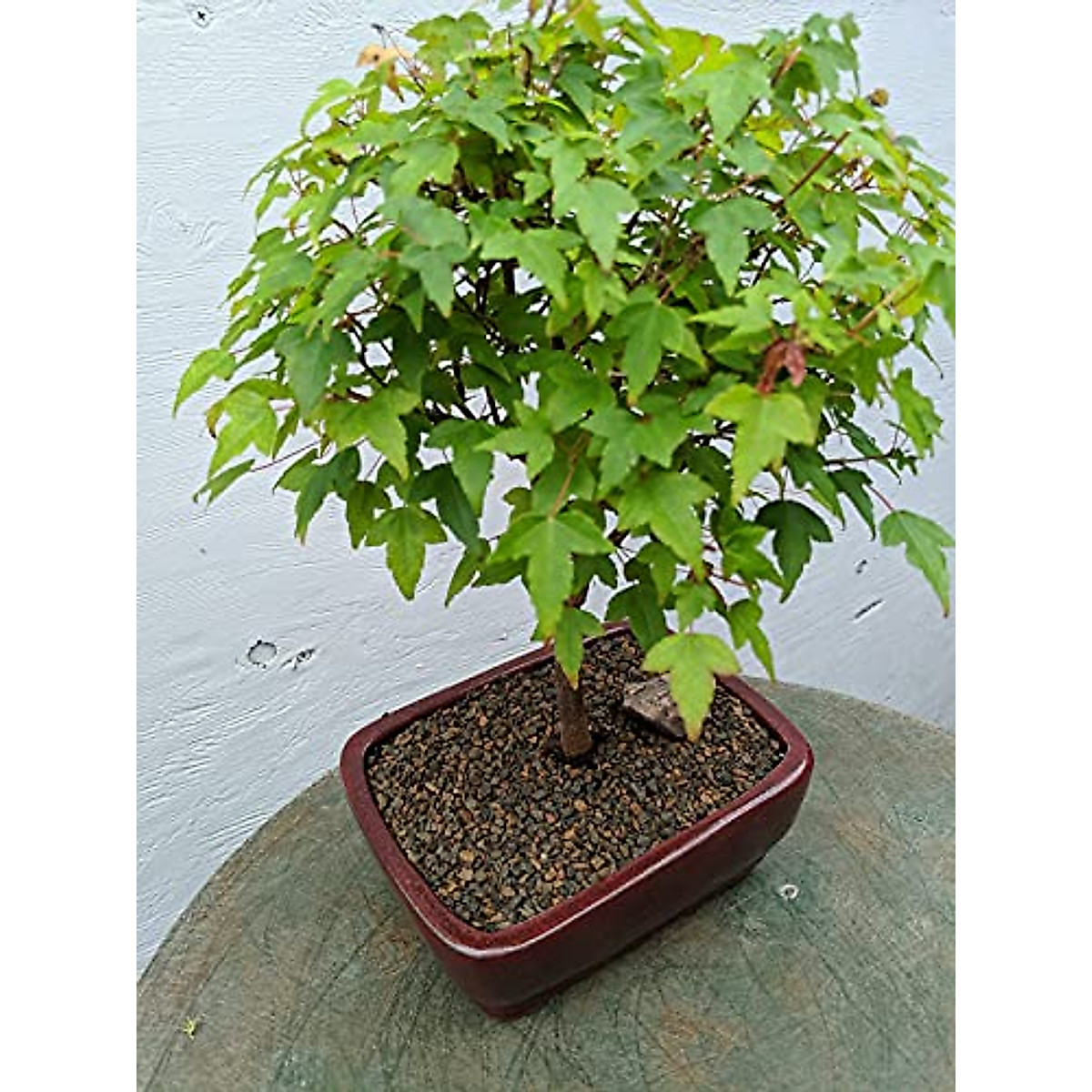 Dwarf Trident Maple Outdoor Bonsai Tree — 🛍️ The Retail Market