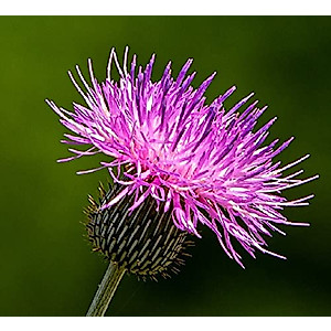 David's Garden Seeds Flower Native Texas Thistle FBA-4537 (Purple) 50 Non-GMO, Heirloom Seeds