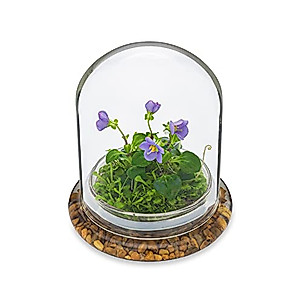 Award Winning: Persian Violet with Sundew Moss - Live Flower Terrarium in Self Sustaining Glass Jar, Maintenance Free and Blooms All-Season, Great Unique Gift and Home Decor, 100% Growth Guarantee