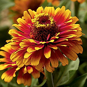 Outsidepride Zinnia Zowie Yellow Flame Heat & Drought Tolerant Garden Cut Flowers - 30 Seeds