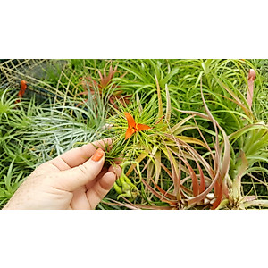 The Drunken Gnome Funkiana Air Plant Pack Tillandsia Live Easy Flowering Houseplants for Indoor Garden Office or Terrarium Choose 3 Pack 5 Pack or 10 Pack Sizes Small to Large (3 Pack)