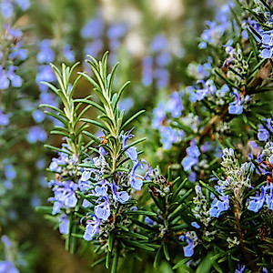 Outsidepride Perennial Rosemary Ground Cover & Herb Garden Plant for Hot, Dry Conditions - 2000 Seeds