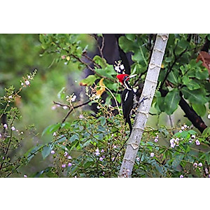 Valley Farms Woodpecker Mix with Sunflower Hearts - No Mess No Waste Wild Bird Food (15 LB)