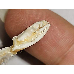 Real Snake Skeleton Animal Specimen in Science Classroom Specimens for Science Education