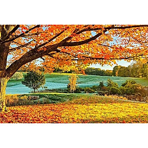 Froze Red Maple Tree - 12-16inch Tall Seedling - Quart Pot - Live Plant - Acer rubrum