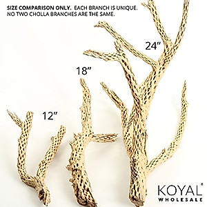 Koyal Wholesale Cholla Wood Aquarium Branches, Airplants Decor, Reptile Perch, Natural Home Decoration, Chew Toy Dried Cactus Wood (12-Inch)