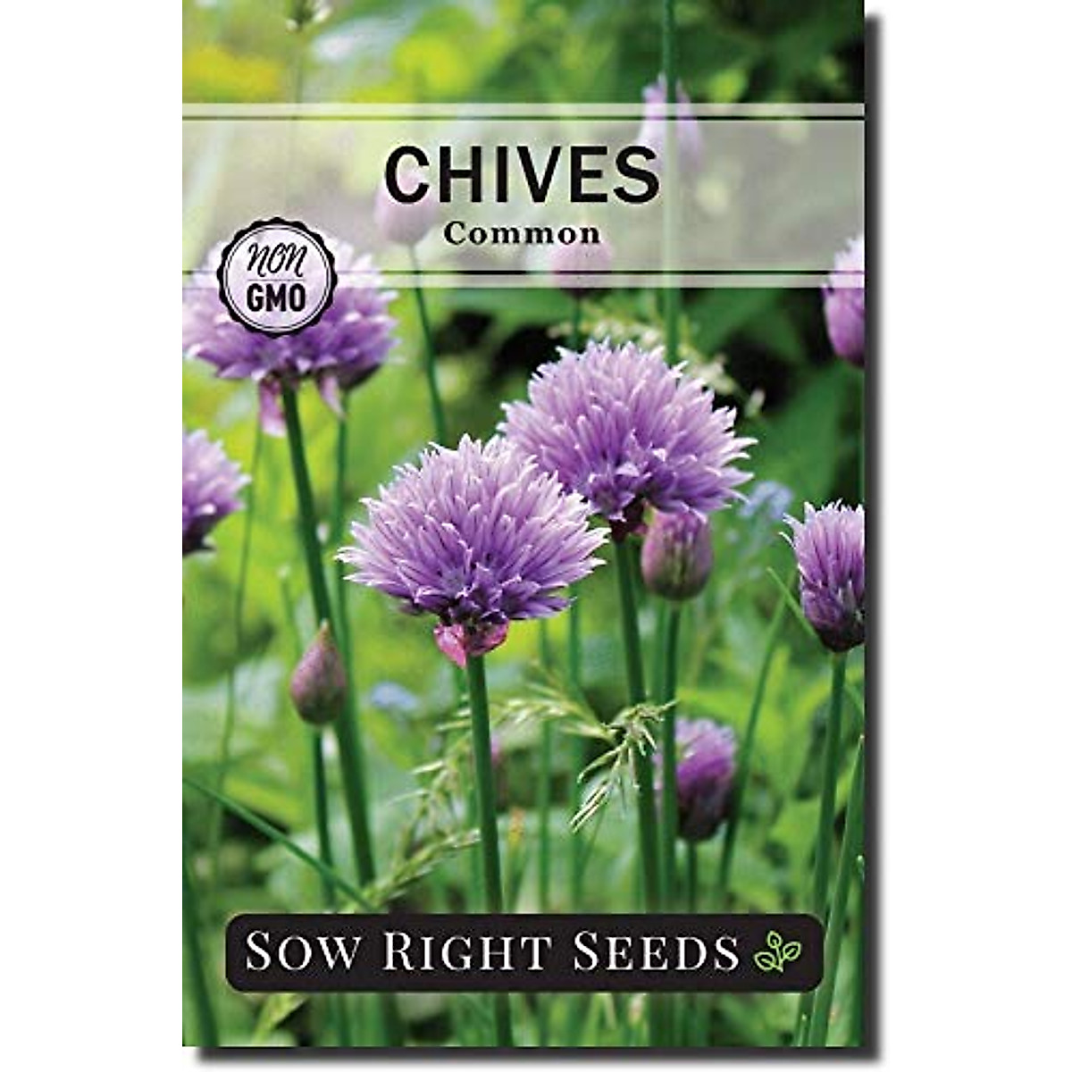 Sow Right Seeds - Chive Seed Collection for Planting - Grow Both Common Chives and Garlic Chives for Your Kitchen - Non-GMO Heirloom Seeds with Instructions to Plant, Indoor or Outdoor; Great Garden