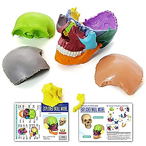 HADWYN New Update Anatomy Skull Model,15-Parts Puzzle Colorful Medical Skull Model for Kids,Human Anatomy Exploded Skull Detachable Medical Dental Clinic Teaching Equipment,with Detailed Color Manual