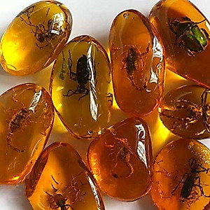 VORCOOL 5pcs Amber Fossil with Insects Samples Stones Crystal Specimens Home Decorations Collection Oval Pendant (Random Pattern)