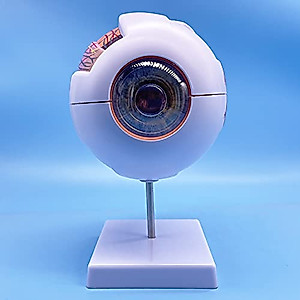 QSMYS Human Eye Eyeball Anatomical Model,Anatomically Accurate Human Eye 6X Enlarged Anatomy Model for Science Classroom Study Display Teaching Model