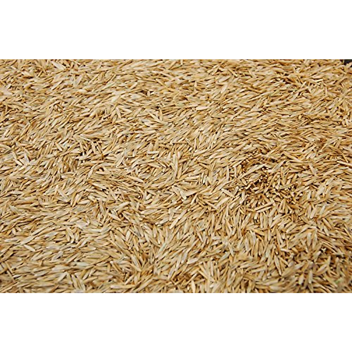 Kentucky 31 K31 Tall Fescue Grass Seed by Eretz - CHOOSE SIZE! State Certified, No fillers, No Weed or Other Crop Seeds (5lbs)
