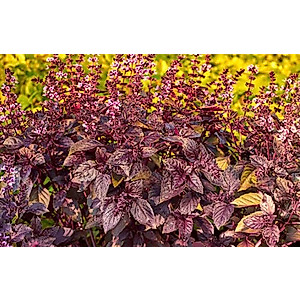 Basil Seeds for Planting 9 Variety Pack, Thai Basil Seeds, Dwarf Greek, Genovese, Italian, Lemon, Licorice, Red Rubin, Sweet Basil Seeds, Cinnamon