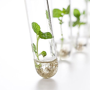 16x100mm Glass Test Tubes with Black Screw Cap, 10ml Boro Glass Test Tubes for Scientific Experiments, Candy Storage, Party and Home Decorations, Plant Propagation and Holiday Gifts, HUAOU, Pack of 10