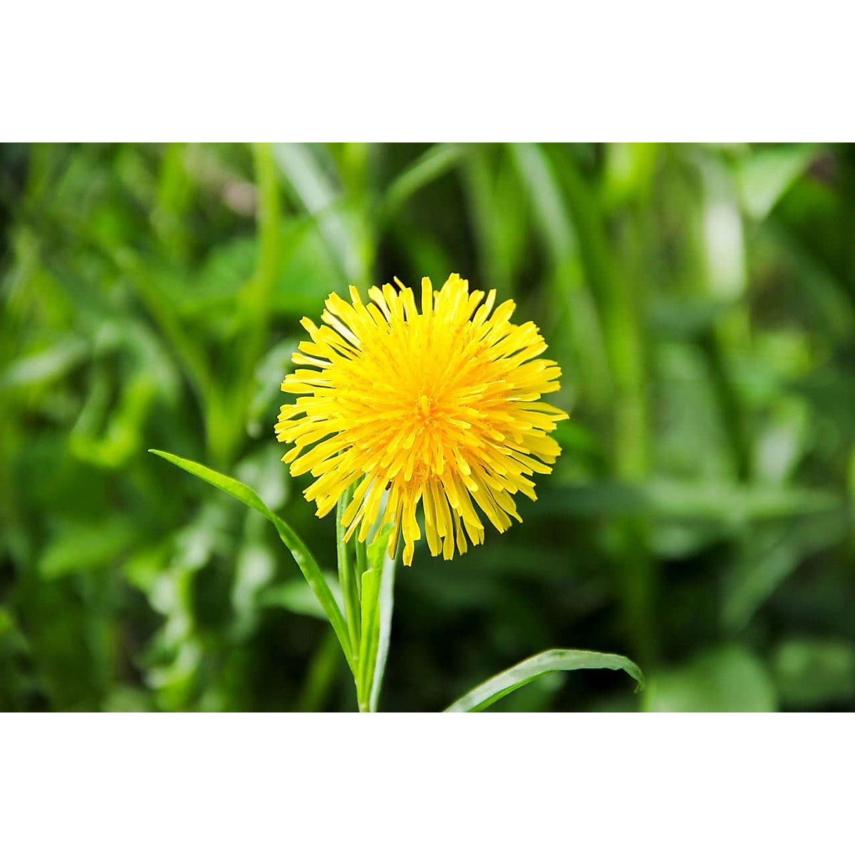CAREMULE Dandelion Seeds for Planting - 5000 Pcs Organic Non-GMO and Untreated Dandelion Herb Seeds to Plant Home Garden