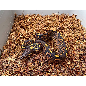 Microchip Coconut Substrate 12 Quart for Reptiles and Inverts Loose Fine Coco Husk Chip Mix Frog, Tarantula, and Gecko Bedding for Terrarium Floor Cover