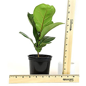 Plants for Pets Ficus Lyrata Fiddle Leaf Fig Plant, House Plants Indoors Live Ficus Tree Live Plant, Fig Trees Live Plants Indoor Plants Live Houseplants Fig Plants Live in Planter Pot in Soil Mix