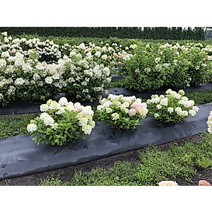1 Gallon Fire Light Tidbit Panicle Hydrangea (Paniculata) Live Plant, White, Pink, and Red Flowers