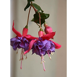 Purple Pink Fuchsia Flower Seeds Perennial Home Plant - 100 Pcs