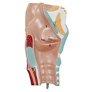 Axis Scientific Human Lung and Respiratory System Model | 3/4 Life Size Model has 7 Removable Parts | Includes 2 Part Heart and Detachable Larynx | Includes Product Manual