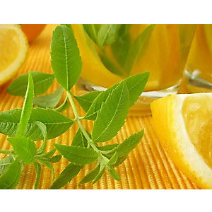 200-Lemon Verbena Seeds for Planting - (Aloysia Wrightii) -