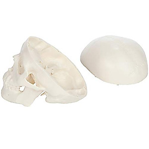 Axis Scientific Miniature Human Skull Model, 3.5" Tall 3-Part Anatomical Mini Human Skull Model with Removable Skull Cap and Moving Jaw, Realistic Skull Anatomy Model, Includes Detailed Product Manual