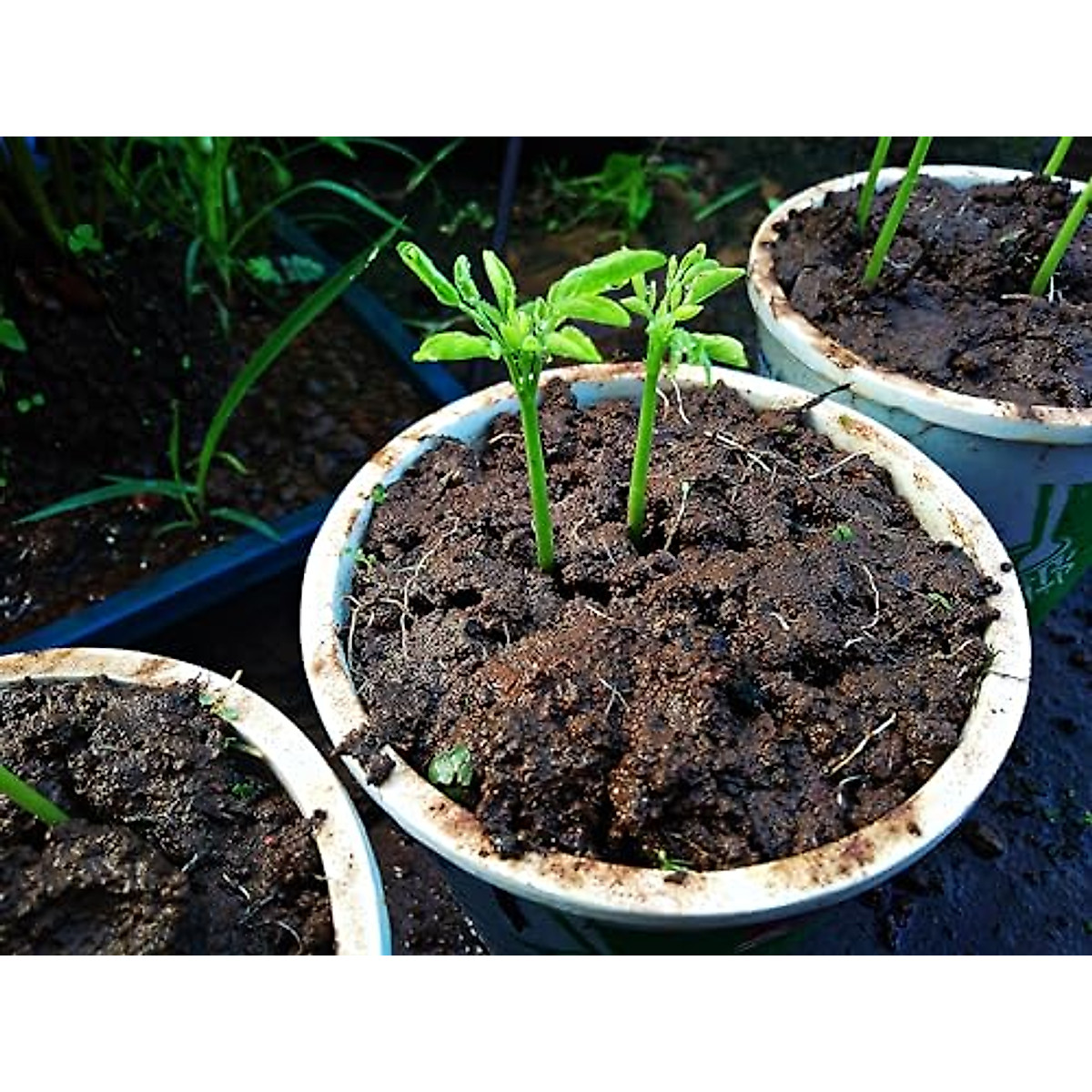 100+ Organic Moringa Seeds| Best for Planting & Gardening| High Yield Fully Matured Black Seeds|Semillas De Moringa| Antioxidant Rich Superfood - Mogo