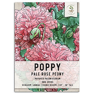 Seed Needs, Pale Rose Peony Poppy Seeds - 500 Heirloom Seeds for Planting Papaver paeoniflorum - Beautiful Pink Ruffled Blooms to Attract Butterflies to The Garden (1 Pack)