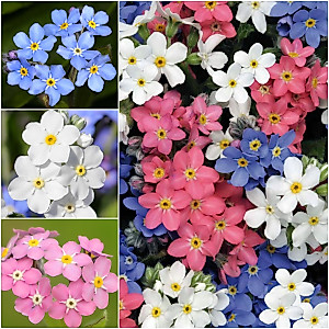 Seed Needs, Mixed Forget Me Not Seeds - 1,000 Heirloom Seeds for Planting Myosotis alpestris - Pink Blue & White Blooms, Open Pollinated & Pollinator Friendly (1 Pack)