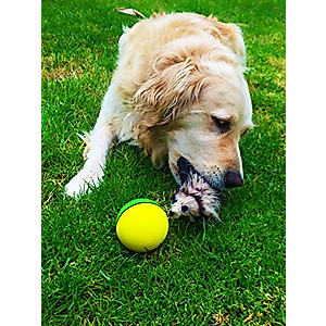 Weazel Ball Motorized Ball Pet Toy