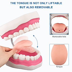 Healthible Tooth Brushing Model - 6 Time Tongue Teeth Model Mouth Model for Speech Therapy Kids Dental Care Teaching Demonstration Model