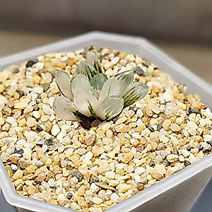5.7 lbCoarse Sand Stone - Silica Sand for plants, Soil Cover Succulents and Cactus Bonsai DIY Horticultural sand, Decorative Sand for Vases Fillers,Terrarium, Fairy Garden,Natural Sand Top Dressing